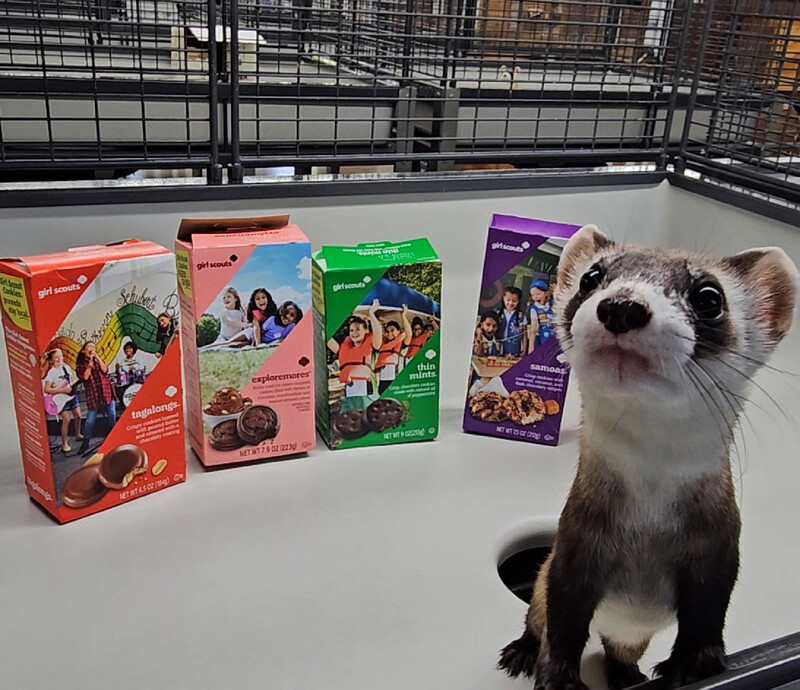 The sweetest way to learn about endangered species? Girl Scout cookies