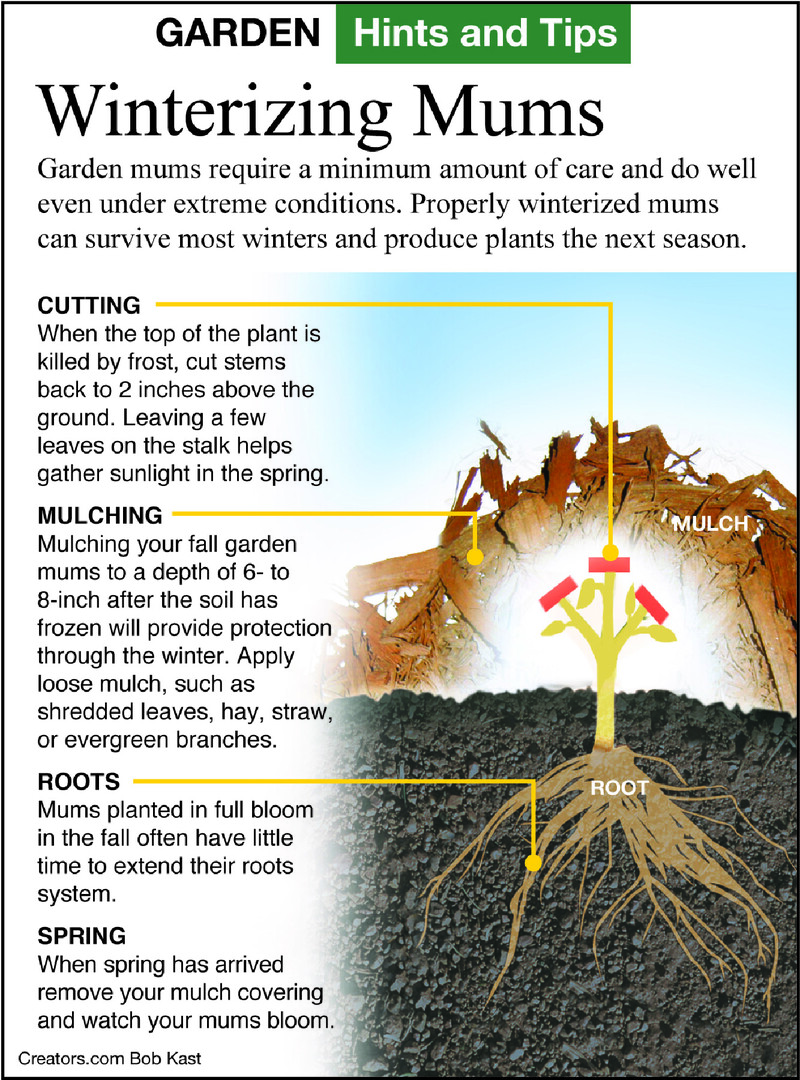 Mums and Bulbs, by Jeff Rugg | Creators Syndicate