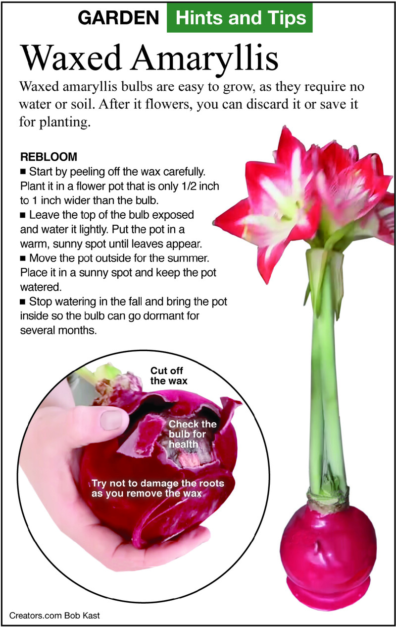 Waxed Amaryllis Care, by Jeff Rugg | Creators Syndicate