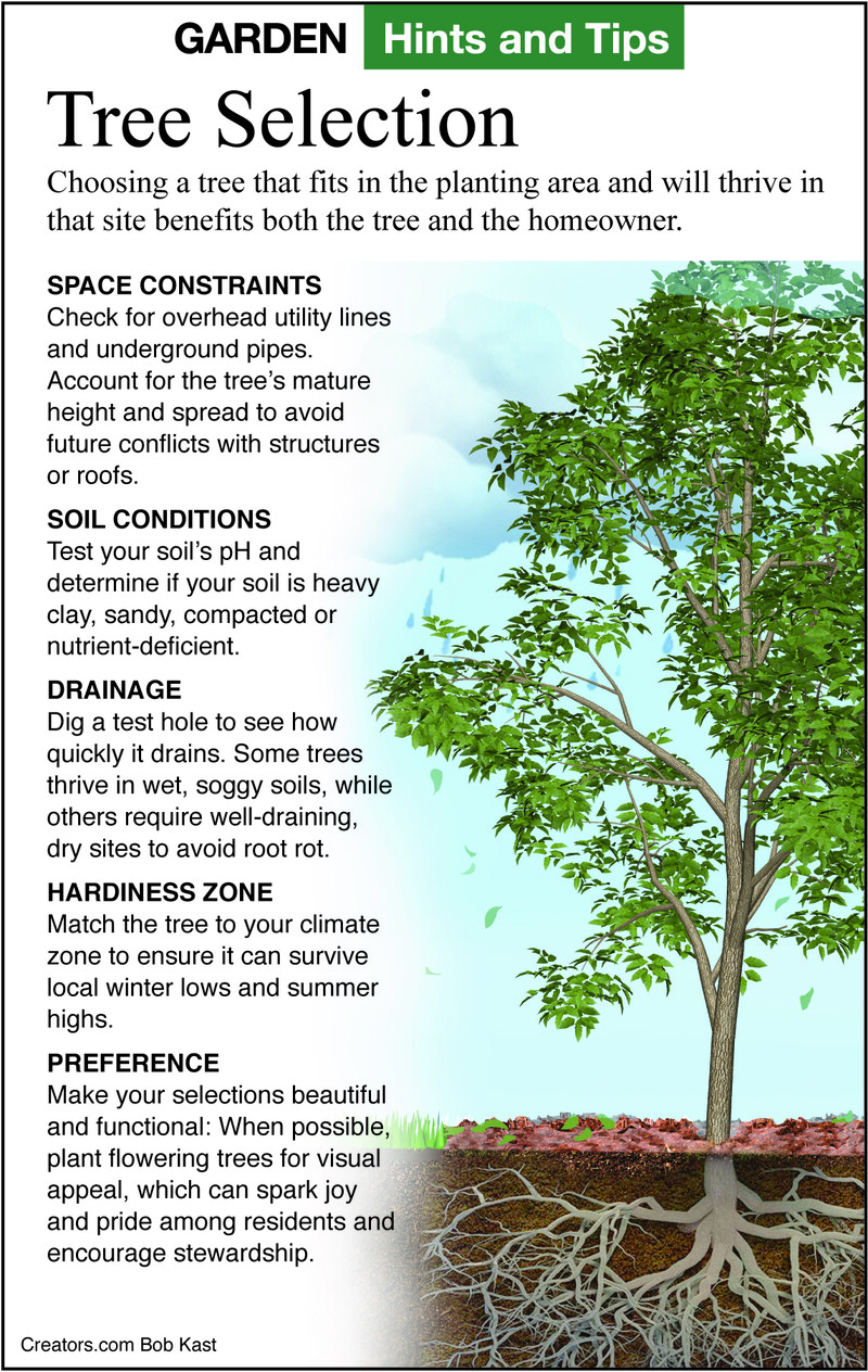 Tree-Buying Tips, by Jeff Rugg | Creators Syndicate