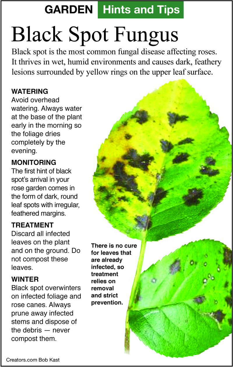 Black spot disease on roses